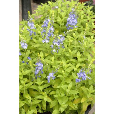 Veronica prostrata P 0,5