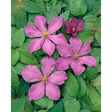Clematis Hybride 'Madame Baron Veillard' 2L 60- 100