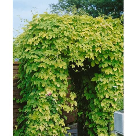 Humulus lupulus 'Aureus' 2L 60- 100