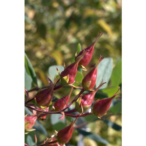 Hypericum kalmianum 'Gemo' 3 L 30- 40