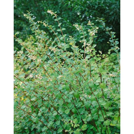 Symphoricarpos doorenbosii 'Amethyst'-S- C 3 40- 60