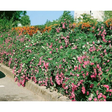 Symphoricarpos doorenbosii 'Amethyst'-S- C 3 40- 60