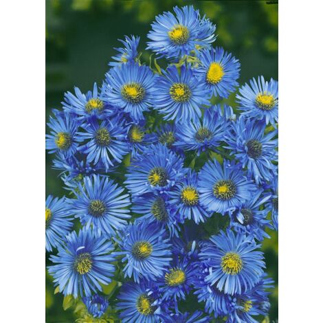 Aster novae-angliae 'Barr's Blue' P 1