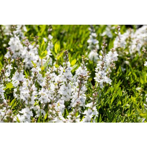 Veronica prostrata 'Alba' P 0,5