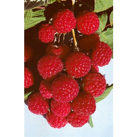 Rubus idaeus Preussen II 2L 30- 40