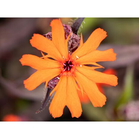 Lychnis x arkwrightii 'Orange Zwerg' P 1