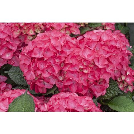 Hydrangea mac. 'Red Angel' C 40- 60