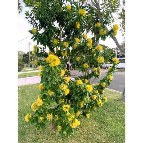 Réservoir d'eau BERA WaterUps - pour bacs à fleurs et arbres