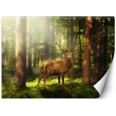 Carta Da Parati, Cervo Animali Foresta Natura - 100x70