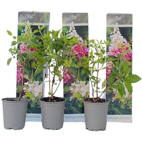Hortensia, Hydrangea paniculata 'Pink Lady', 3pcs., Hauteur 25cm
