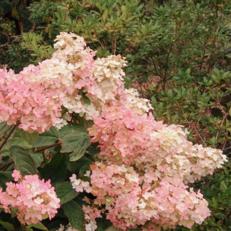Hortensia, Hydrangea paniculata 'Pink Lady', 3pcs., Hauteur 25cm