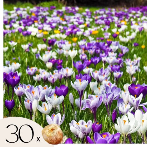 Fleur printanière, Crocus 'Large Flowering Mix', 30pcs., Hauteur