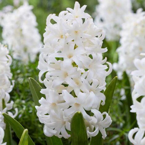 Jacinthe, Hyacinthus 'Carnegie', 10pcs., Hauteur 10cm