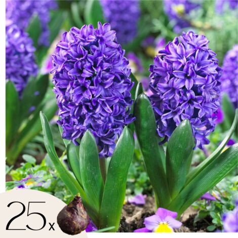 Jacinthe, Hyacinthus 'Blue Trophy', 25pcs., Hauteur 10cm