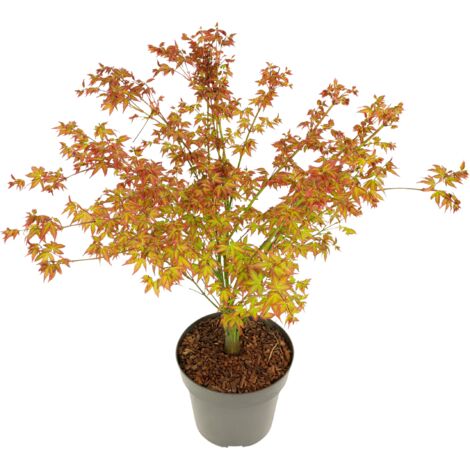 Érable du Japon, Acer 'Little Princess', Hauteur 45cm