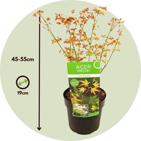 Érable du Japon, Acer 'Little Princess', Hauteur 45cm