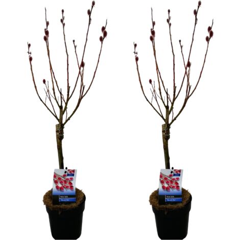 Saule gracile, Salix gracilistyla 'Mount Aso', 2pcs., Hauteur