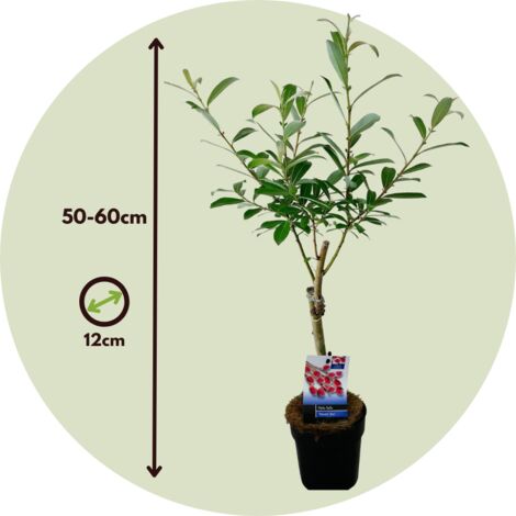 Saule gracile, Salix gracilistyla 'Mount Aso', 2pcs., Hauteur