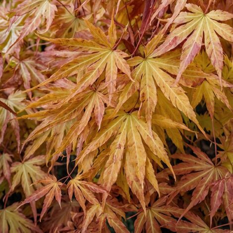 Érable du Japon - Acer palmatum 'Cascade Gold' - Hauteur 80-90cm - ⌀19cm
