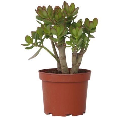 Arbre de jade, Crassula ovata 'Minor', Hauteur 30cm