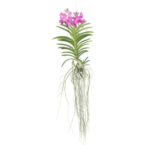 Orchidée, Vanda 'Pink', Hauteur 50cm