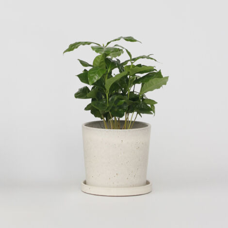 Caféier, Coffea arabica, Hauteur 25cm