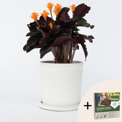 Calathée, Calathea crocata 'Tassmania', Hauteur 40cm