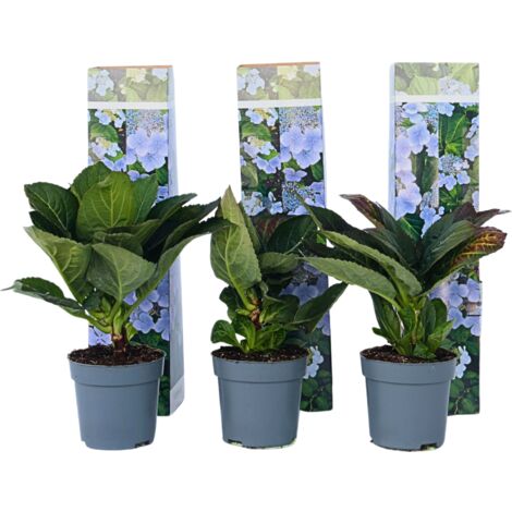Hortensia, Hydrangea macrophylla 'Nizza', 3pcs., Hauteur 25cm