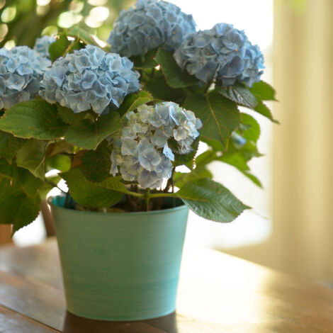 Hortensia, Hydrangea macrophylla 'Nizza', 3pcs., Hauteur 25cm