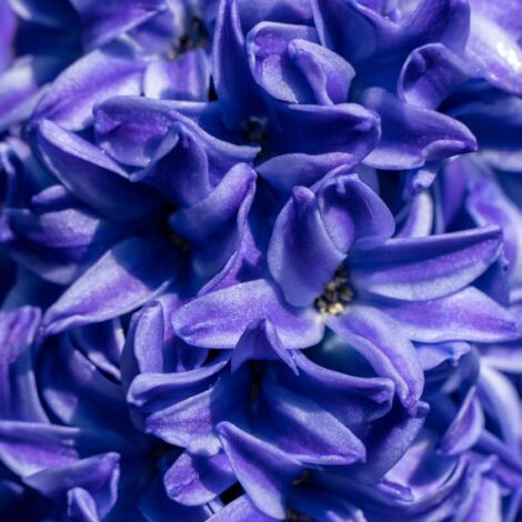 Jacinthe, Hyacinthus 'Blue Trophy', 15pcs., Hauteur 10cm