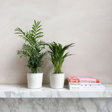 Mini mélange de palmiers d'interieur - Set de 2 - Pot 12cm - Hauteur 25 ...