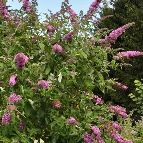 Arbre à papillons, Buddleja davidii 'Pink Delight', 3pcs.,