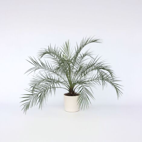 Palmier Dattier nain, Phoenix roebelenii, Hauteur 80cm