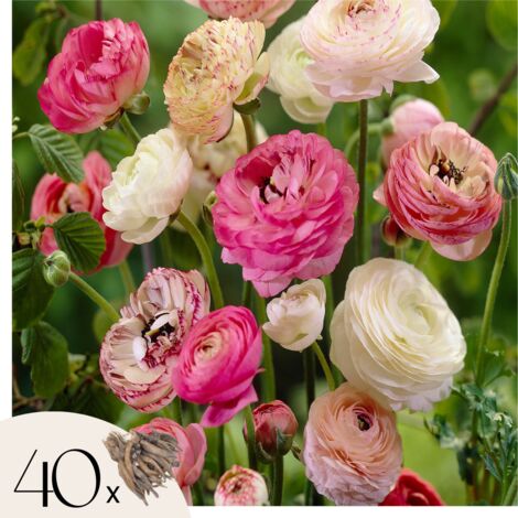 Renoncule, Ranunculus, 40pcs., Hauteur 10cm