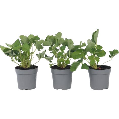 Fraisier - Set de 3 - Fragaria x ananassa 'Roman' - Hauteur 15-20cm - ⌀9cm