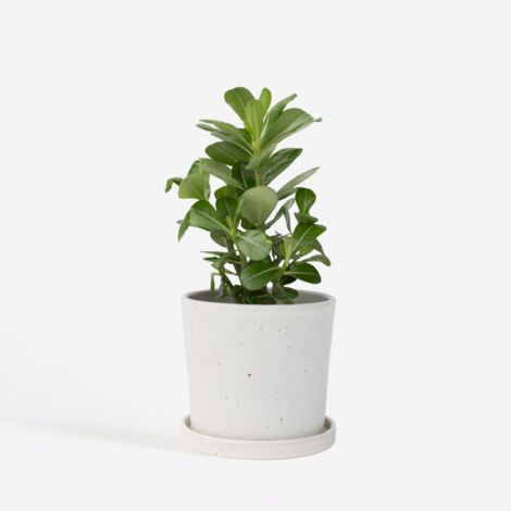 Plant In A Box – Rose du désert – Adenium obesum 25cm – Plante d ...