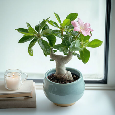 Plant In A Box – Rose du désert – Adenium obesum 25cm – Plante d ...