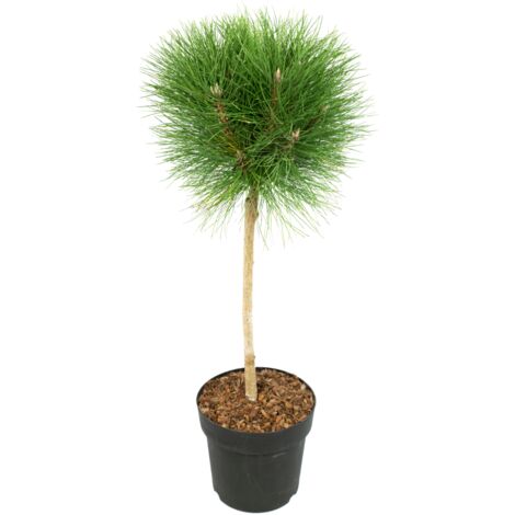 Plant In A Box – Pinus 'Summer Breeze' – Pin nain compact 70cm ...