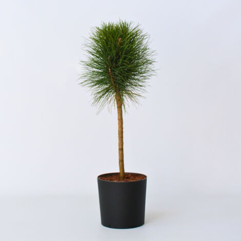 Plant In A Box – Pinus 'Summer Breeze' – Pin nain compact 70cm ...
