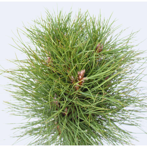 Plant In A Box – Pinus 'Summer Breeze' – Pin nain compact 70cm ...
