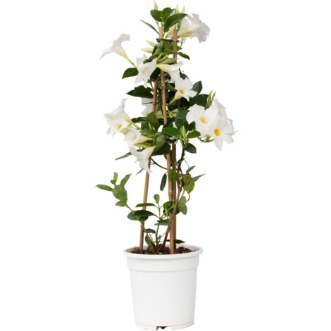 Dipladenia, Mandeville 'Rio White', Hauteur 60cm