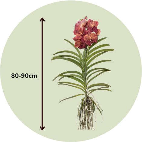 Orchidée, Vanda 'Leopard Coral', Hauteur 80cm