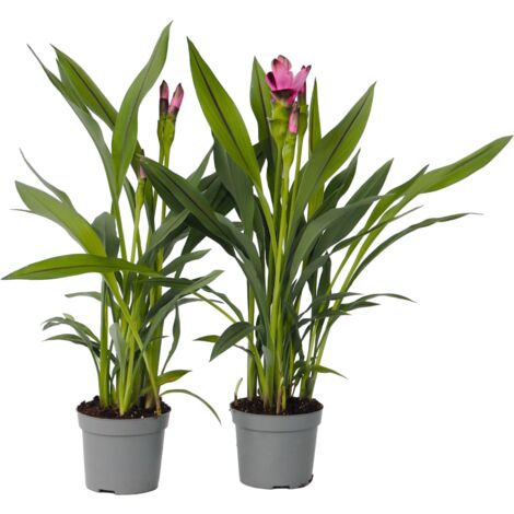 Plante Tropicale, Curcuma 'Siam Splash', 4pcs., Hauteur 40cm