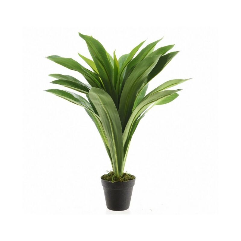 Pianta dracaena con vaso 80cm Pianta dracaena con vaso 80cm