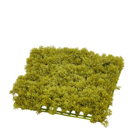 Muschio lichene color verde, tappeto da 25 x 25 cm