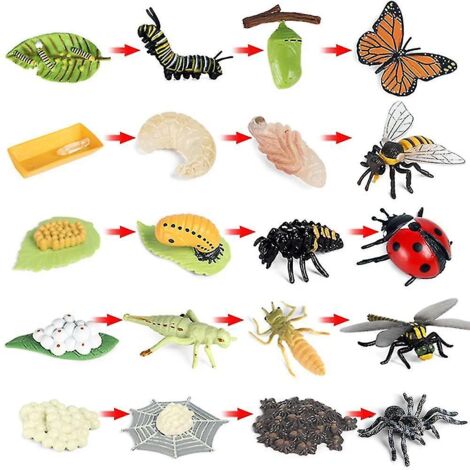 Figurines du cycle de vie du papillon, de l'araignée, de l'abeille, de ...