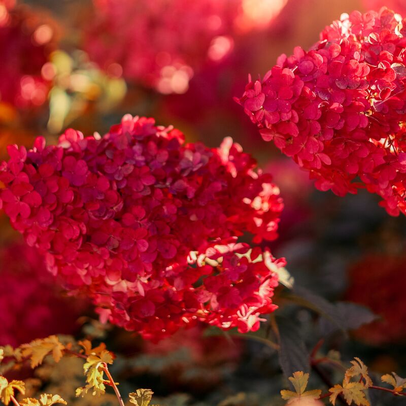 Hortensia paniculata wims red - Hydrangea paniculata wims red Pot 3L