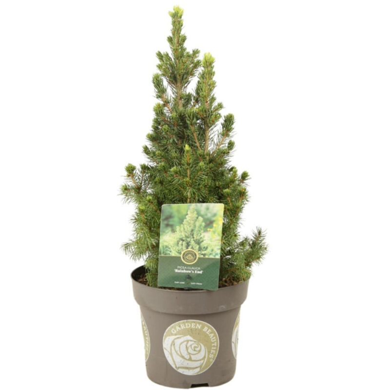 Épicéa blanc Rainbows End - Picea glauca Rainbows End 20/30cm Pot 2,5L