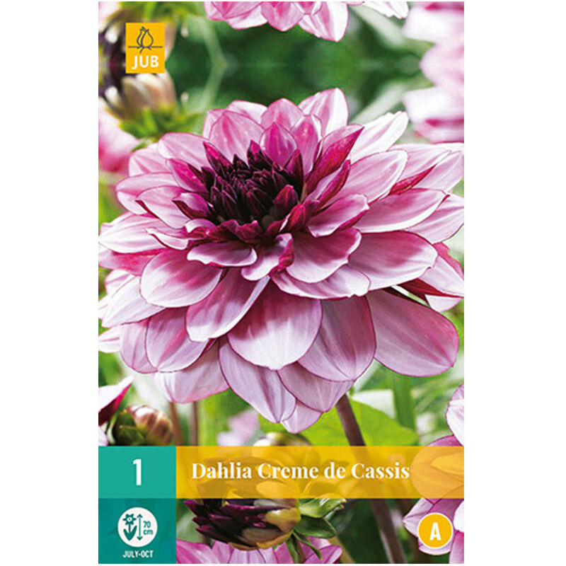 1 DAHLIA CREME DE CASSIS Violet