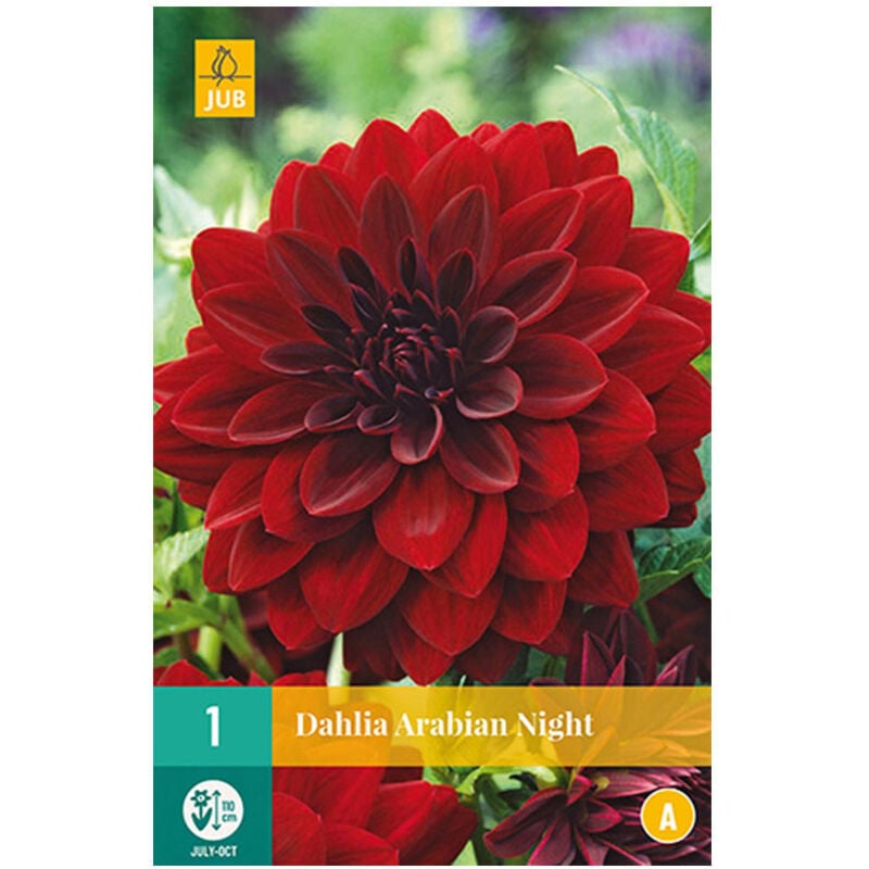1 bulbe DAHLIA ARABIAN NIGHT Rouge